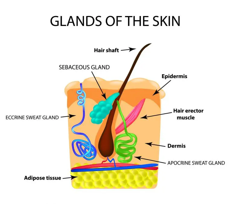 Sebaceous Glands Facts You Should Know sebaceous-glands-facts-you-should-know