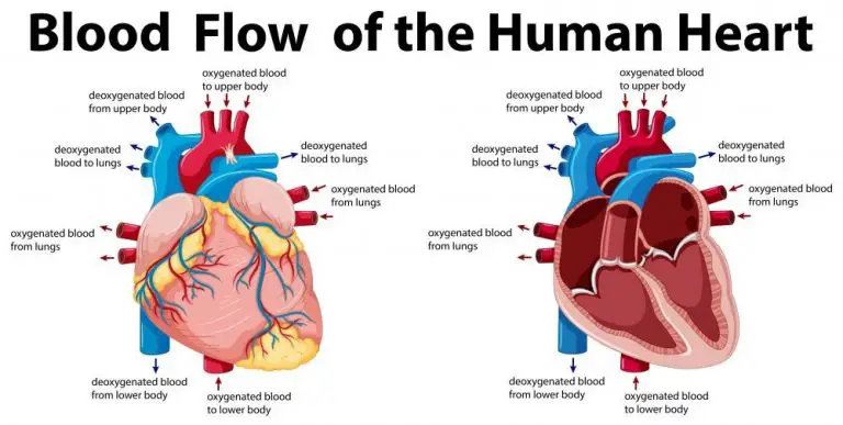 What Is The Strongest Muscle In The Body? | STD.GOV Blog