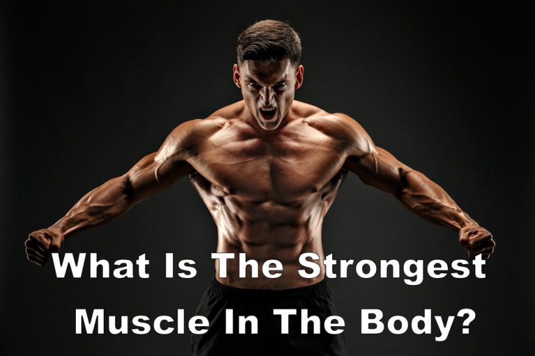 What Is The Strongest Muscle In The Body? | STD.GOV Blog