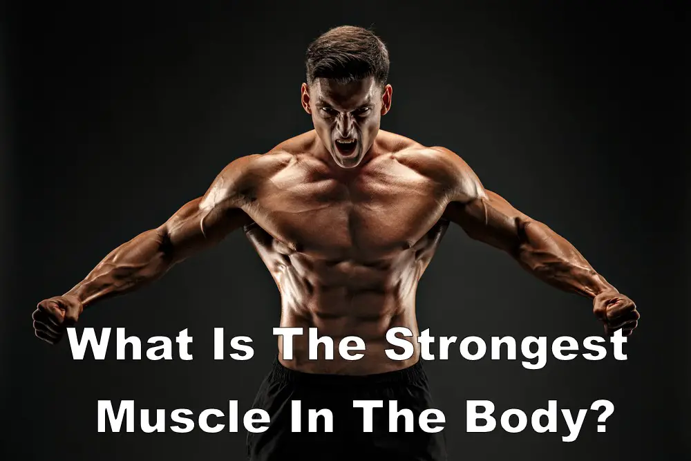 What Is The Strongest Muscle In The Body STD GOV Blog What Is The Strongest Muscle In The Body STD GOV Blog
