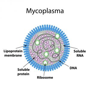 Mycoplasma Symptoms, Carriers, Types, Treatment, Prevention | STD.GOV Blog