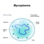Mycoplasma Symptoms, Carriers, Types, Treatment, Prevention | STD.GOV Blog