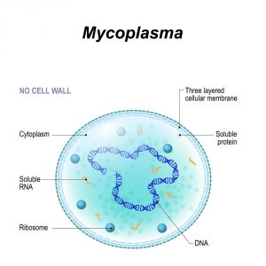 Mycoplasma Symptoms, Carriers, Types, Treatment, Prevention | STD.GOV Blog