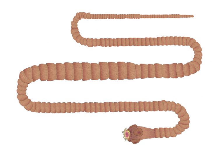 List of Parasites of Humans | STD.GOV Blog