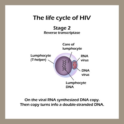 Stages of HIV & AIDS | STD.GOV Blog