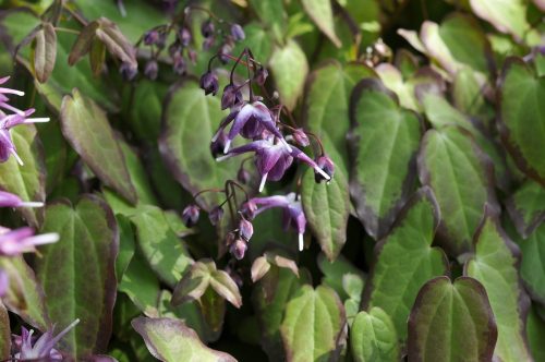 Epimedium | benefits, side affects, pictures, characteristics, uses