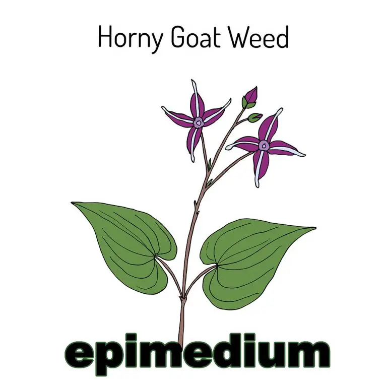 Epimedium | benefits, side affects, pictures, characteristics, uses