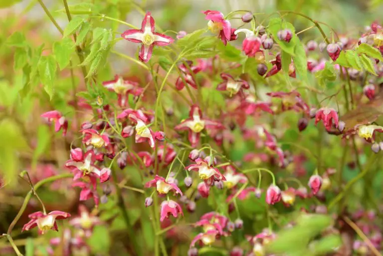 Epimedium | benefits, side affects, pictures, characteristics, uses