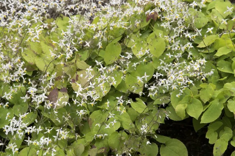 Epimedium | benefits, side affects, pictures, characteristics, uses