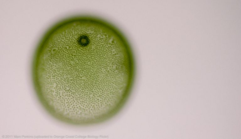 All Types of STDs & STIs and Their Symptoms | STD Blog