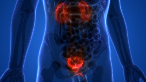 Bladder Function | anatomy, function, diseases, images