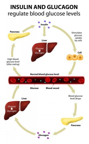 Pathophysiology of Diabetes | what is it, reasons, infographics
