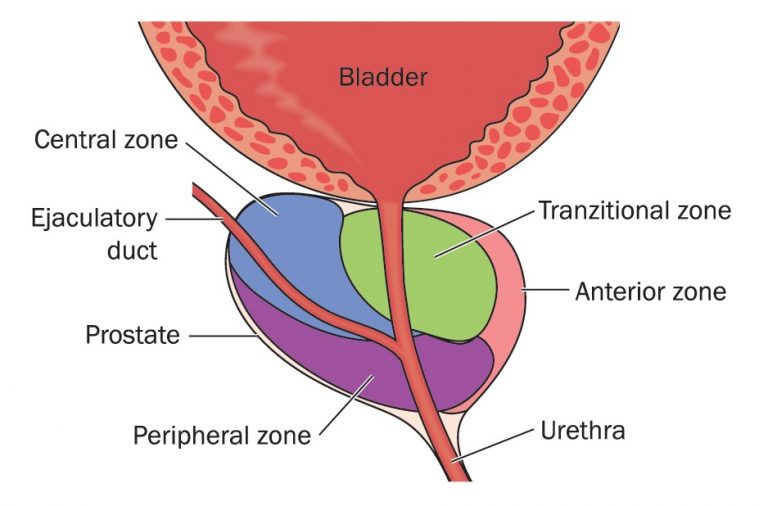 Prostate function | 10 paramount functions of prostate gland