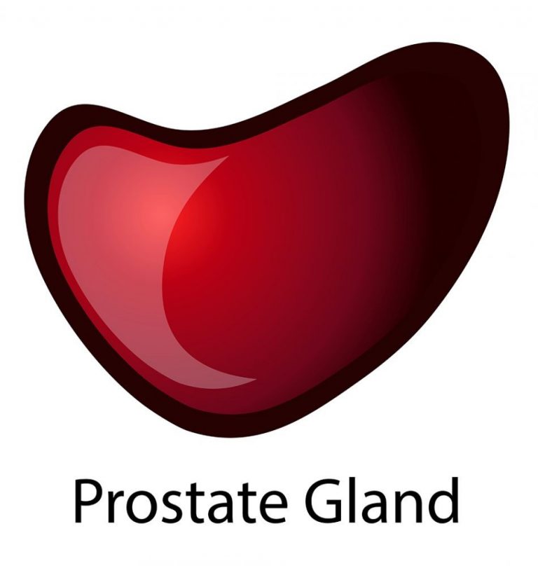 Prostate function | 10 paramount functions of prostate gland