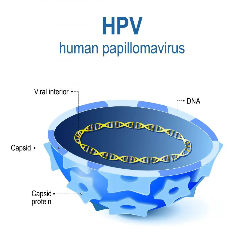 Hpv Virus Diagram