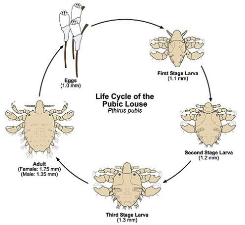 Crabs STD (Pubic lice) detailed Pictures & Images