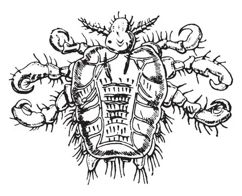 Crabs (STD) Symptoms, Treatment, Pictures | STD Crabs